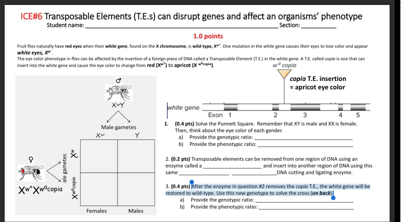 ICE\#6 Transposable Elements (T.E.s) can disrupt | Chegg.com
