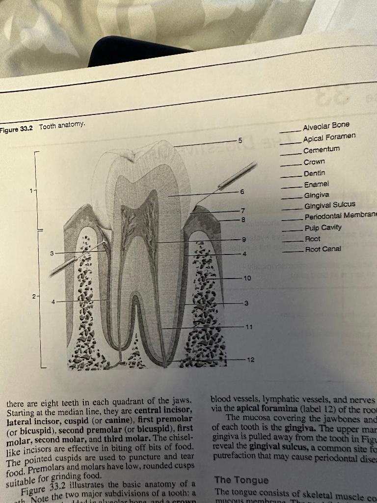 Solved Figure 33.2 Tooth anatomy. Alveolar Eone Apleal | Chegg.com