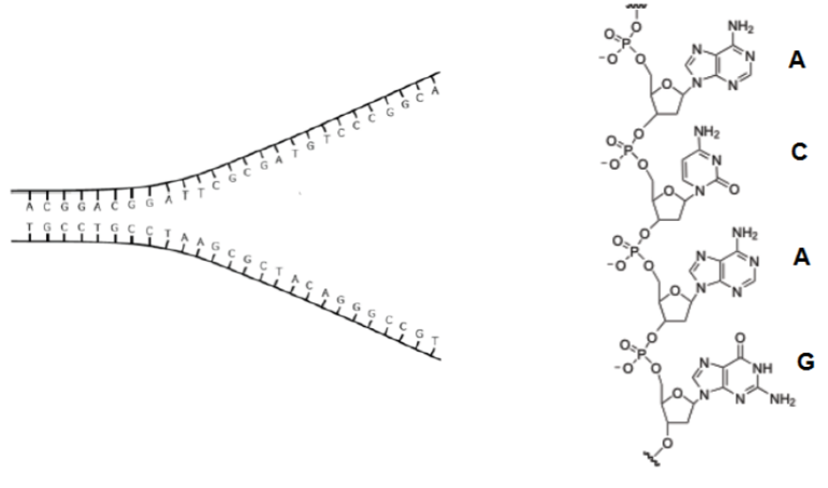 Shown below on the left is a simplified diagram of a | Chegg.com