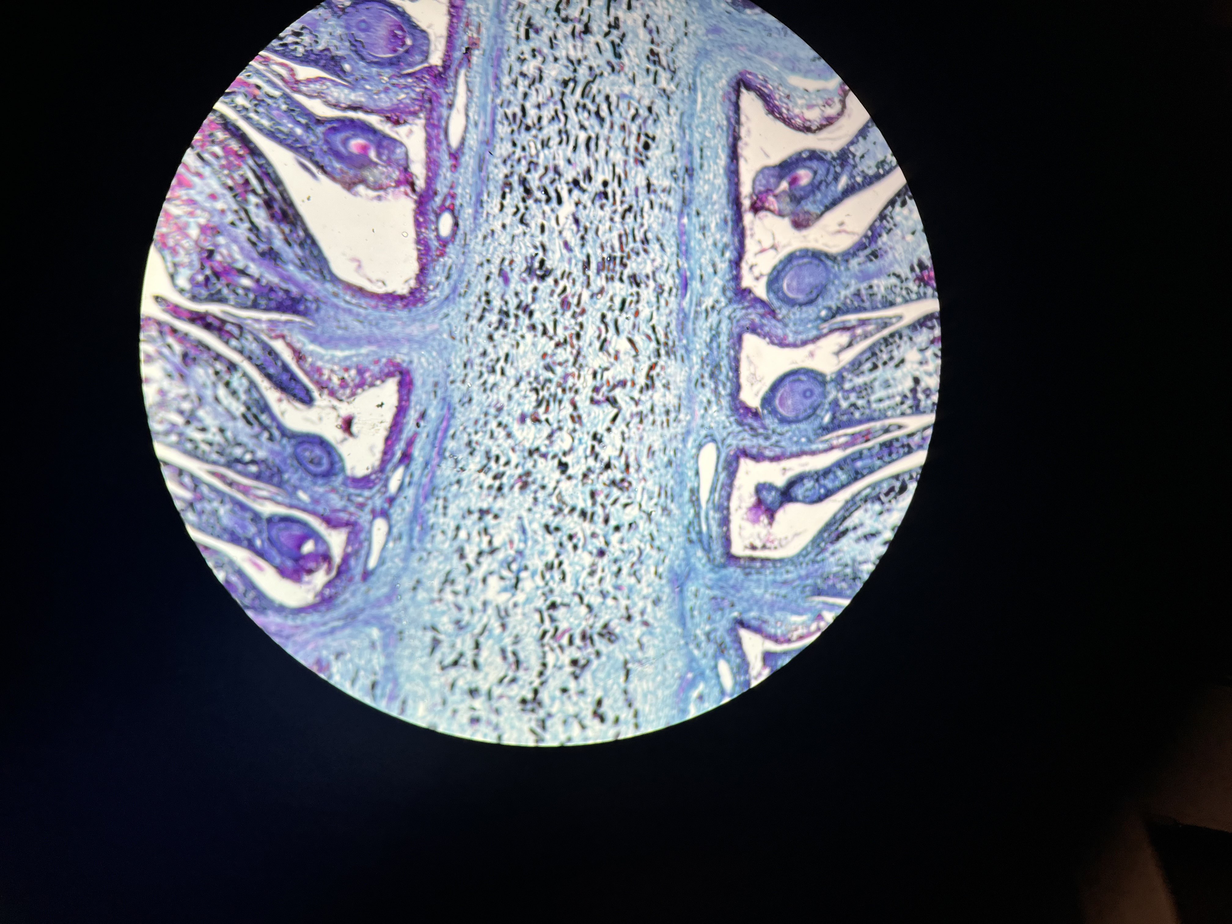 What step in the cycle of generations does this slide | Chegg.com