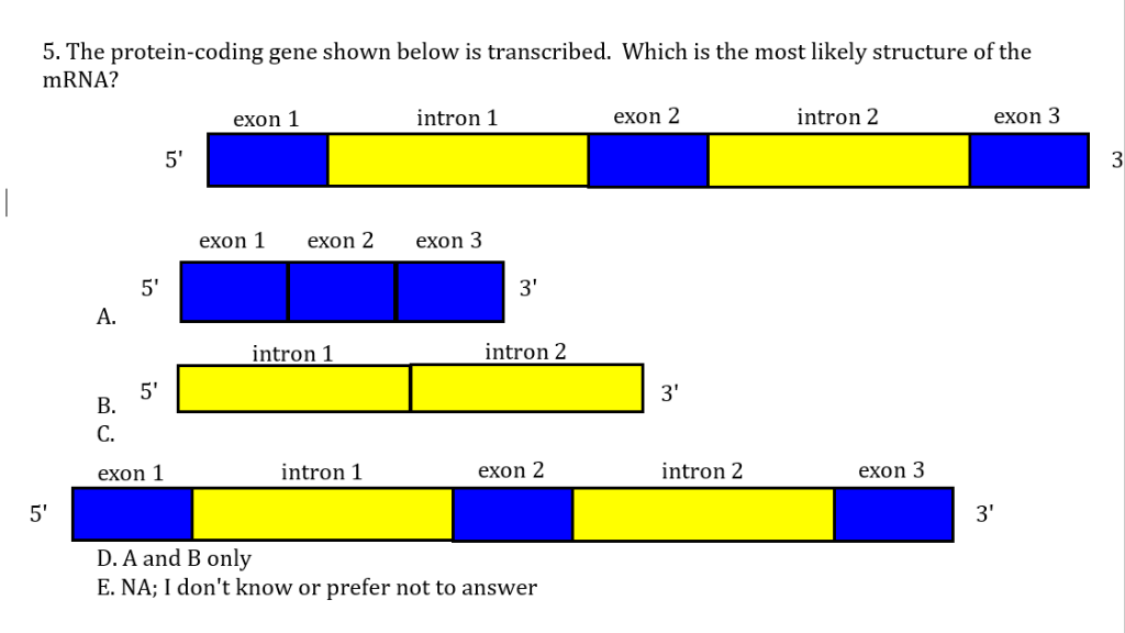 Solved 5. The protein-coding gene shown below is | Chegg.com