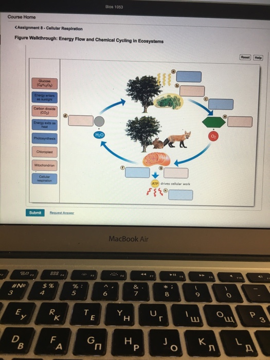 Solved Bios 1053 Course Home CAssignment 8-Cellular | Chegg.com