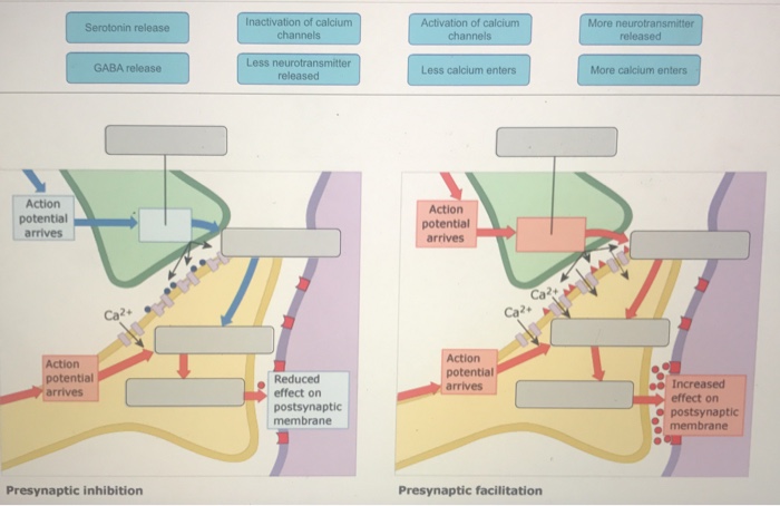 Solved Inactivation of calciumm channels Activation of | Chegg.com