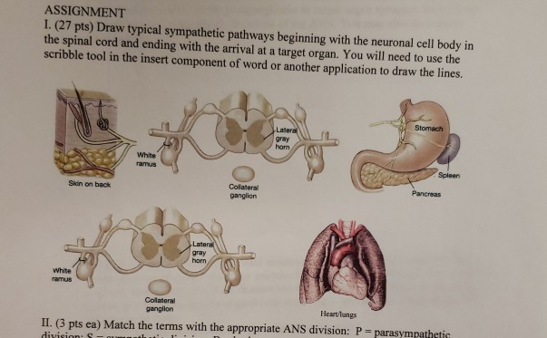ASSIGNMENT I. (27 pts) Draw typical sympathetic | Chegg.com