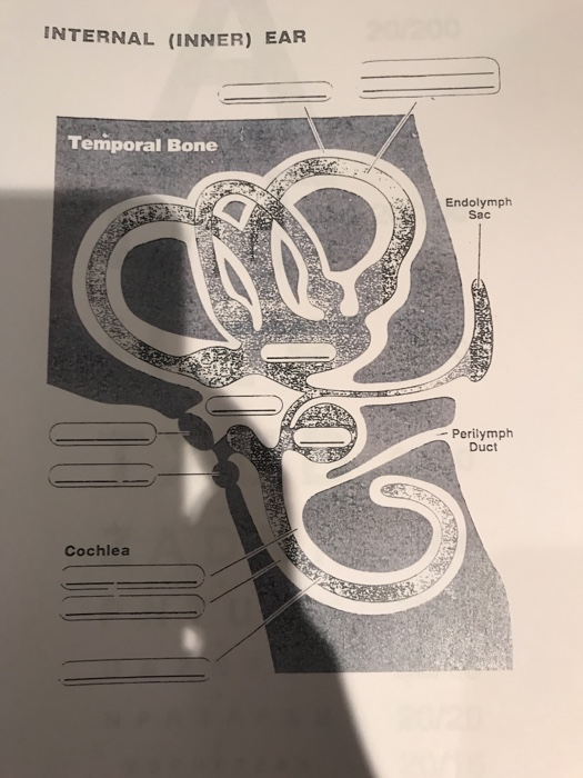 Solved INTERNAL (INNER) EAR Temporal Bone Endolymph Sac | Chegg.com