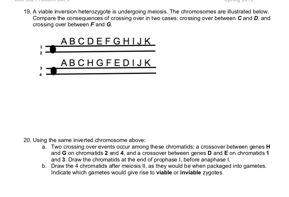 Solved 19. A viable inversion heterozygote is undergoing | Chegg.com