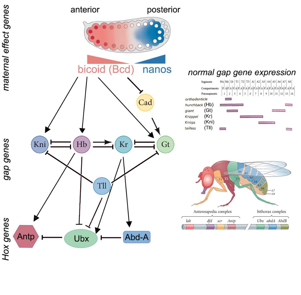 Solved anterior posterior maternal effect genes bicoid (Bcd) | Chegg.com