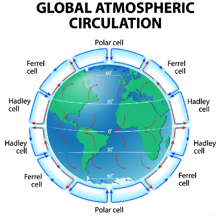 Solved Find a diagram of the 3 major atmospheric cells in | Chegg.com