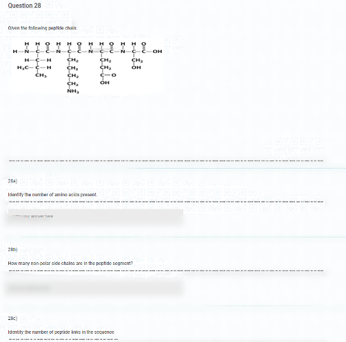 Solved 28d) Name the two functional groups in amino acids | Chegg.com