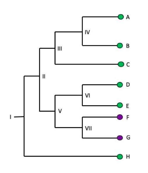 Solved Use the phylogenetic tree to answer questions 7-10. | Chegg.com