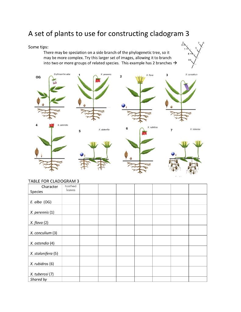 Solved Cladogram construction exercise n Now that you have | Chegg.com