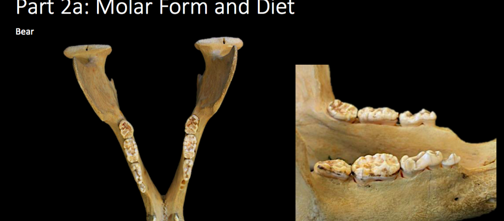 Solved Ring-Tailed Lemur Part 1: The Dental Formula | Chegg.com