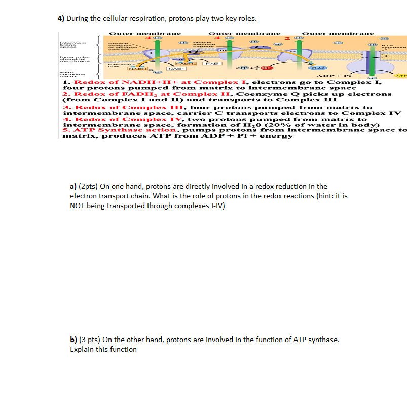 Solved 4) During the cellular respiration, protons play two | Chegg.com