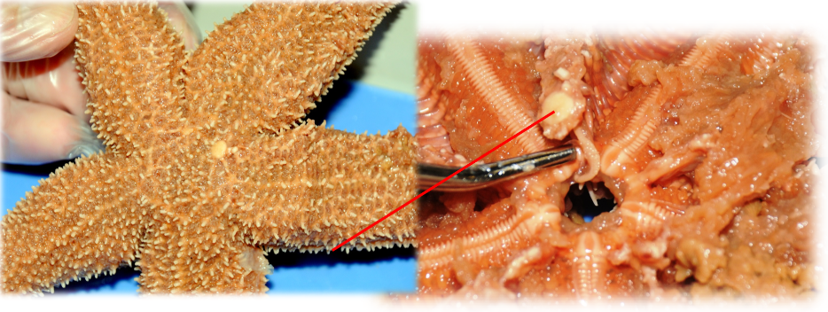 Solved Sea Star Dissection Name and give a function of the | Chegg.com