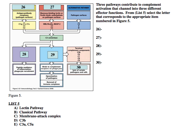 Solved Three pathways contribute to complement 26 27 E | Chegg.com