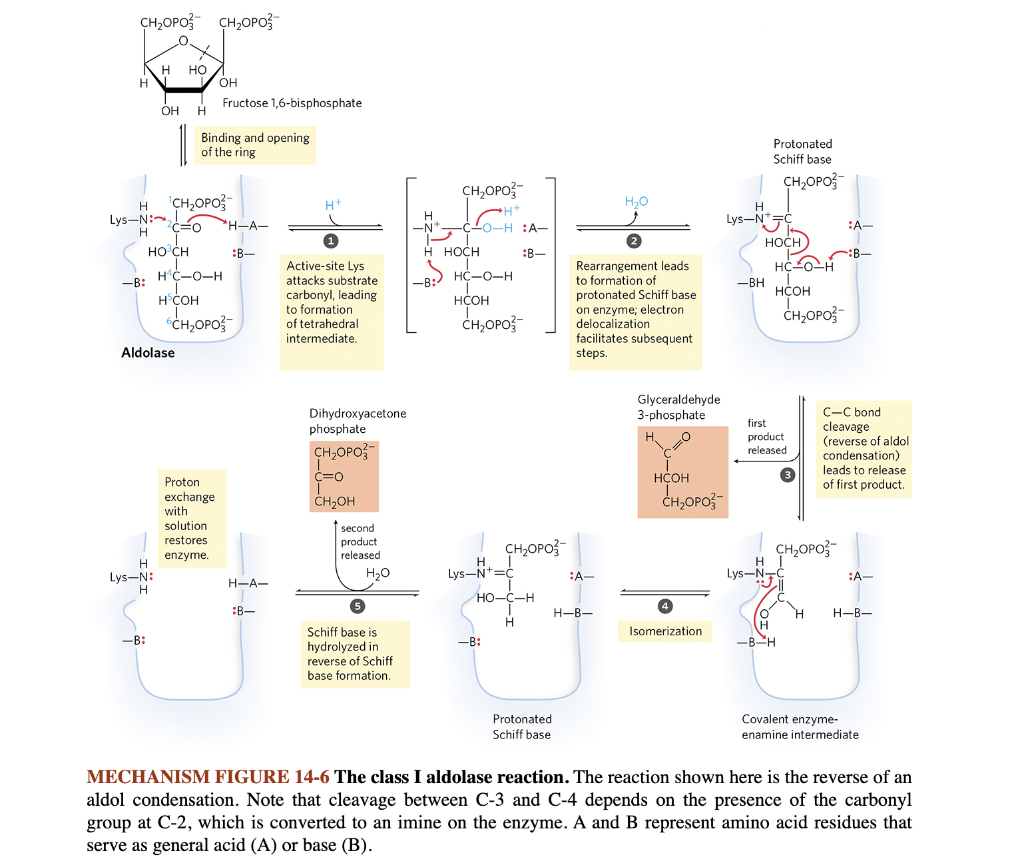 Solved The enzyme that catalyzes the aldolase reaction in | Chegg.com