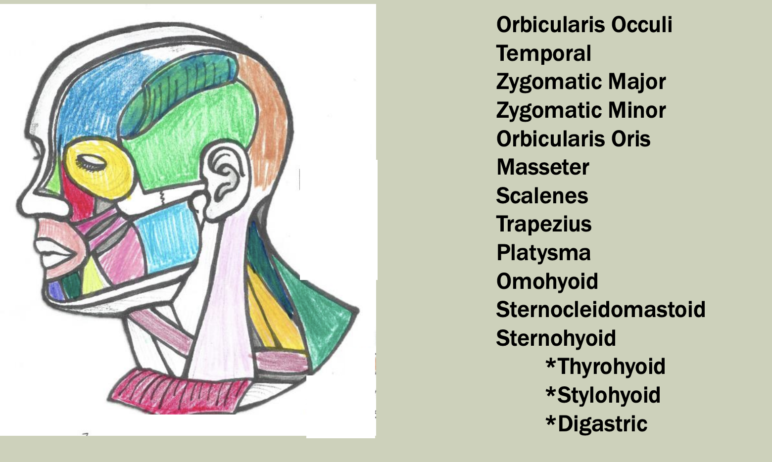Solved Orbicularis Occuli Temporal Zygomatic Major Zygomatic | Chegg.com