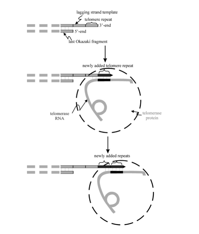 Solved As we discussed in the lecture, telomerase is an | Chegg.com