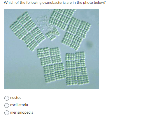 Solved Which cyanobacteria is pictured below? merismopedia | Chegg.com