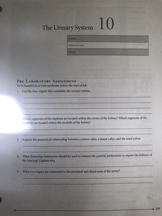 Solved The Urinary System Name Instructor Date | Chegg.com