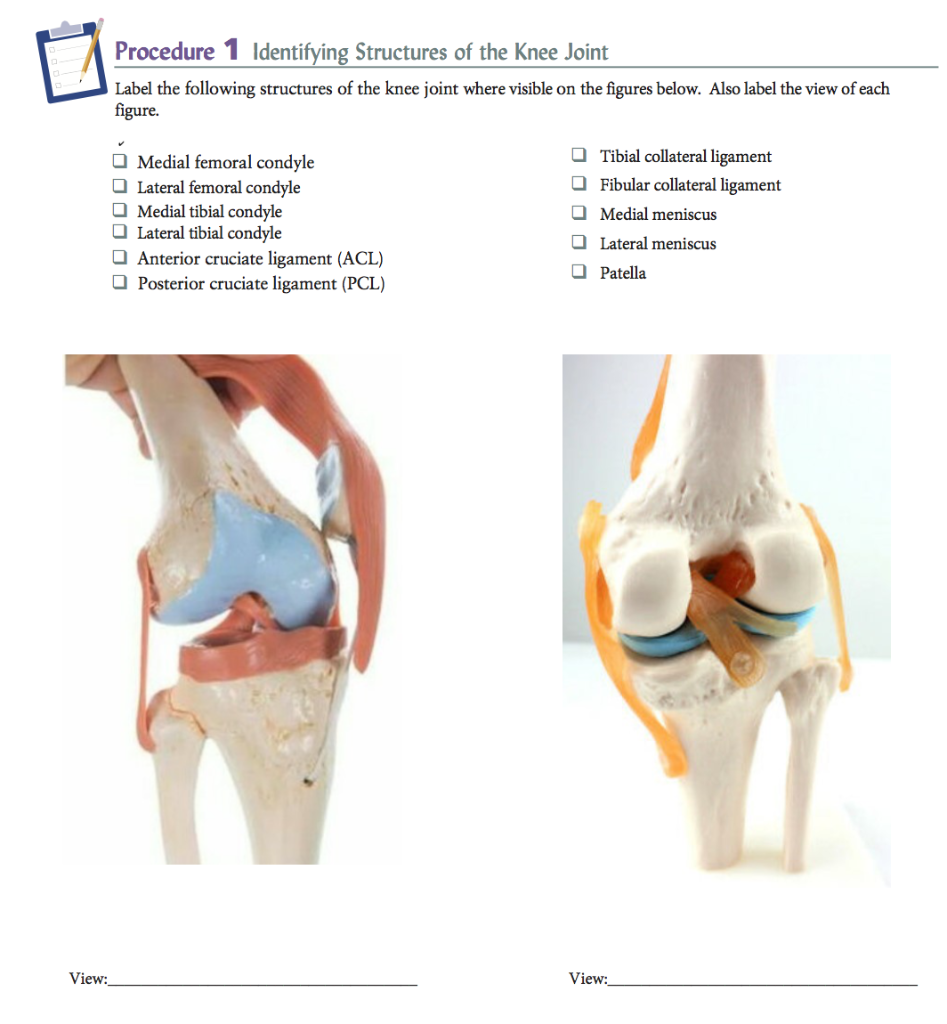 Solved Procedure 1 Identifying Structures of the Knee Joint | Chegg.com