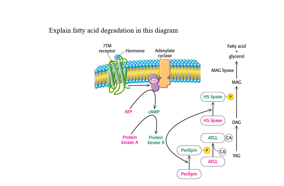 Solved Explain fatty acid degradation in this diagram 7TM | Chegg.com