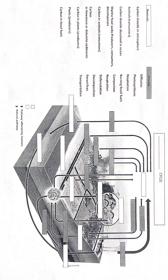 Solved Human Impacts CYCLE Increased runoff on land covered | Chegg.com