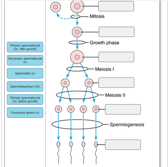 Spermatogenesis Stages