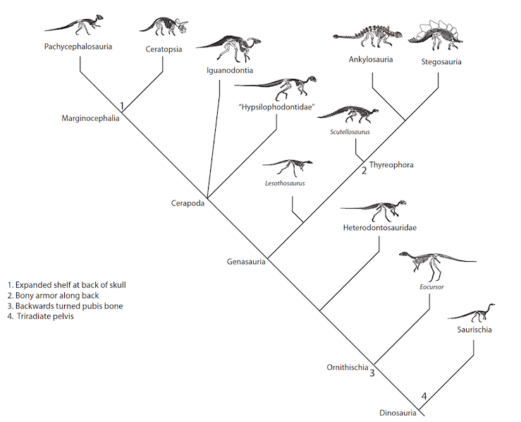 Solved Question 9 2 pts Using the phylogenetic tree, what | Chegg.com