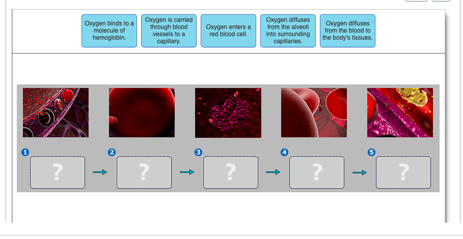 Solved Oxygen binds to a molecule of hemoglobin. Oxygen is | Chegg.com