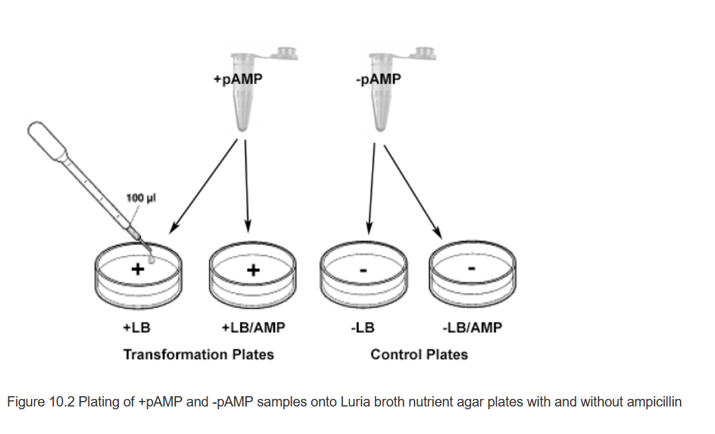 Solved Transformation principle experiment Procedure Obtain | Chegg.com