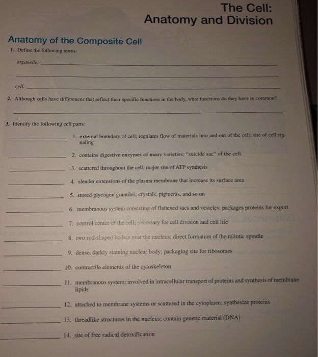 Solved The Cell: Anatomy and Division Anatomy of the | Chegg.com