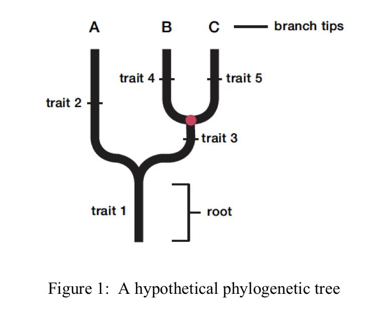 Solved A B C – branch tips trait 4 - trait 5 trait 2 -trait | Chegg.com