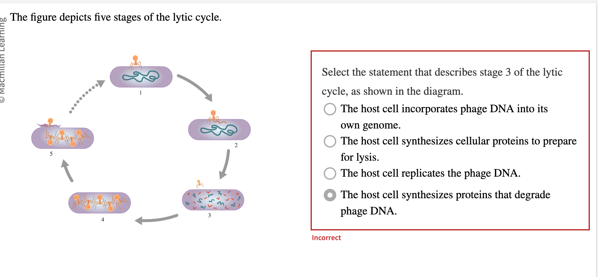 The figure depicts five stages of the lytic cycle. | Chegg.com