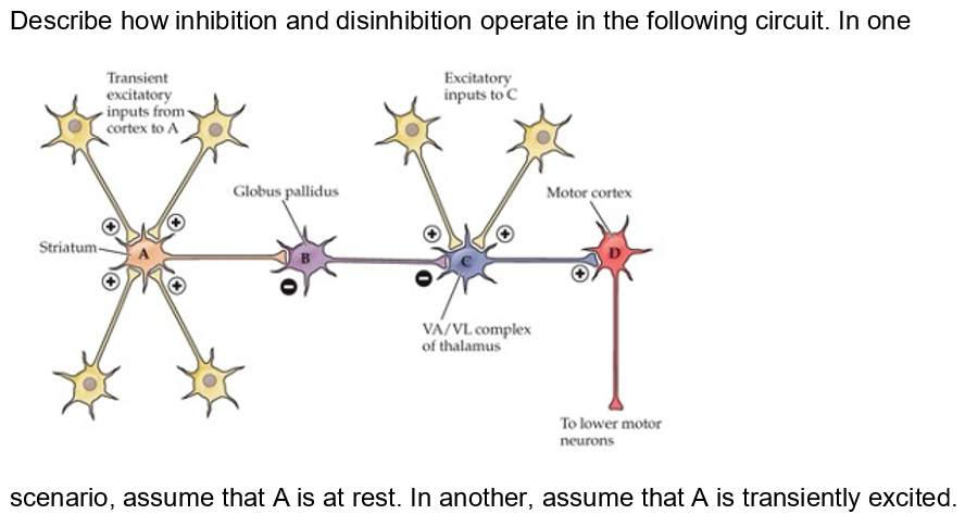 Solved Describe how inhibition and disinhibition operate in | Chegg.com