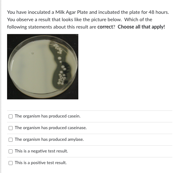 Solved You have inoculated a Milk Agar Plate and incubated | Chegg.com