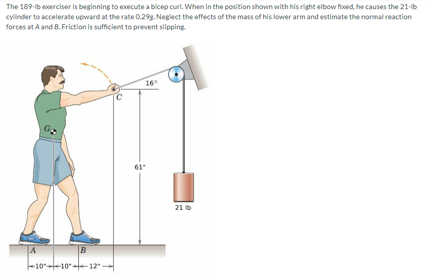 Solved The 189-Ib exerciser is beginning to execute a bicep | Chegg.com