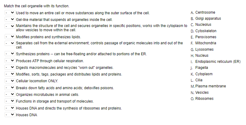 Solved Match the cell organelle with its function. Used to | Chegg.com