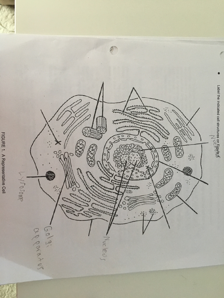 Solved Label the indicated cell structures on Figured 0 cp | Chegg.com