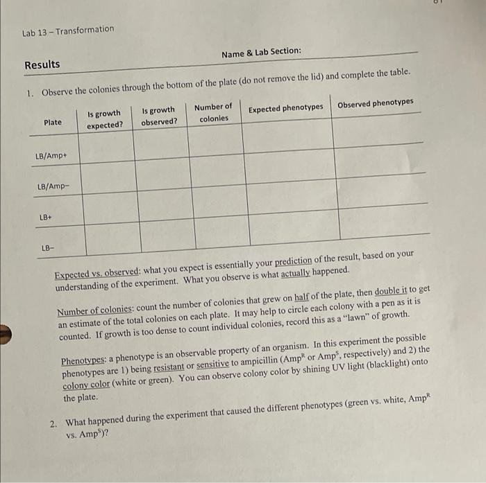 understanding of the experiment. What you observe is | Chegg.com