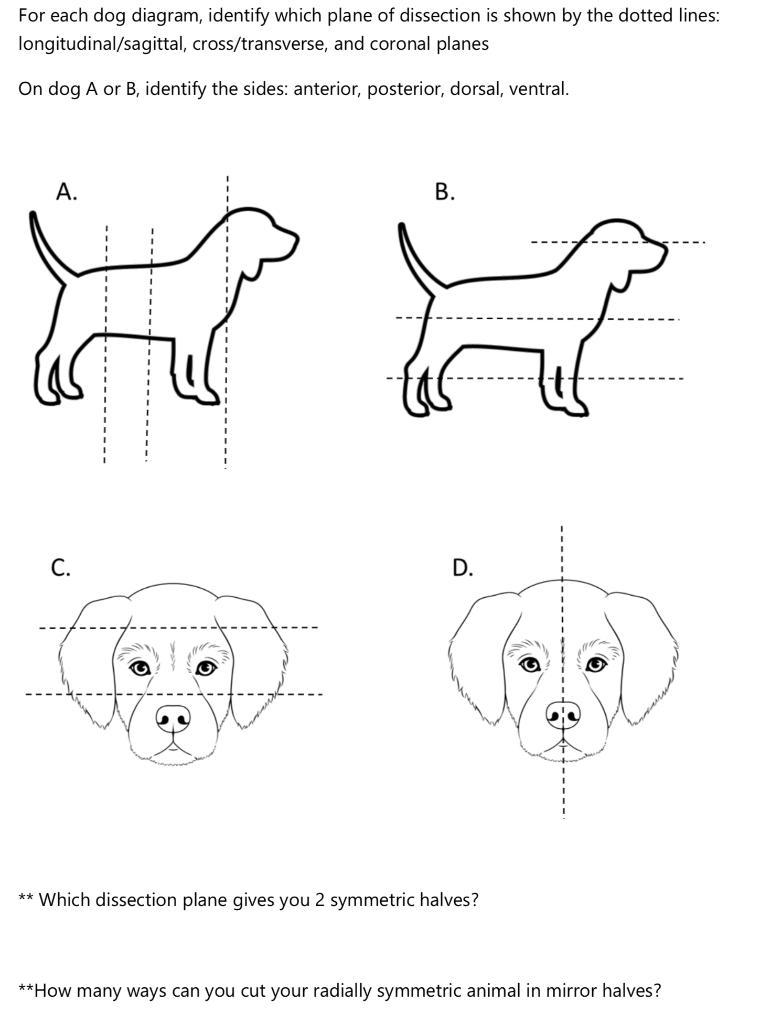 Solved For each dog diagram, identify which plane of | Chegg.com