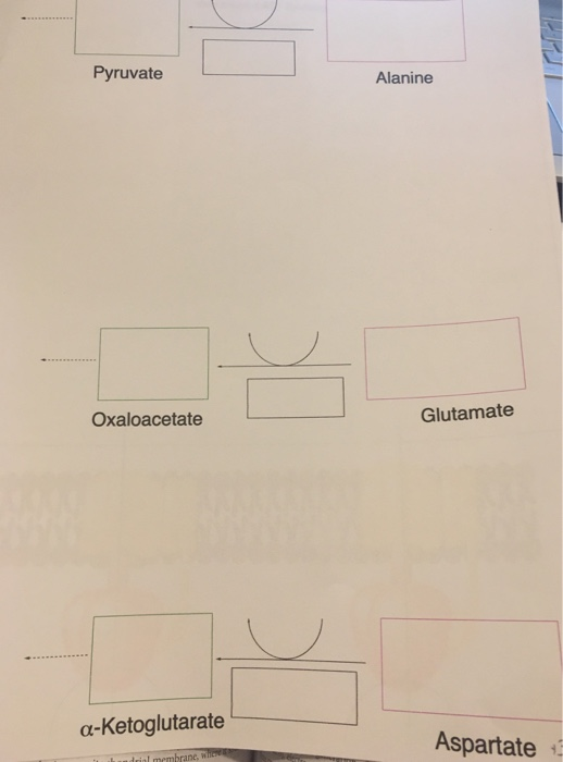 Aspartate and Glutamate both can be formed from | Chegg.com