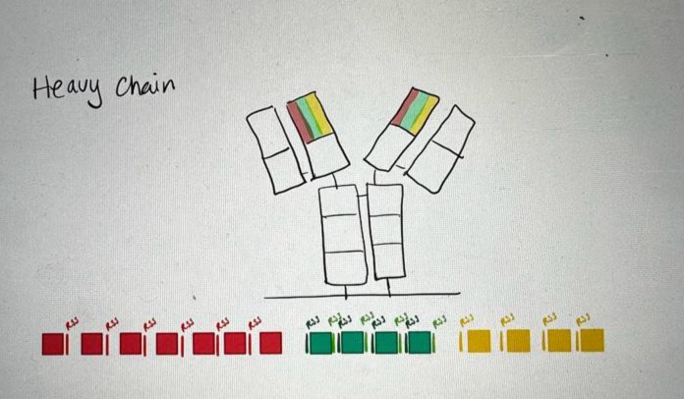 Solved Please illustrate V(D)J recombination of the BCR | Chegg.com