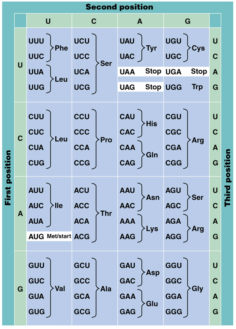 Solved Second position U с A G UUU UAU UGU U UCU Phe UCC | Chegg.com