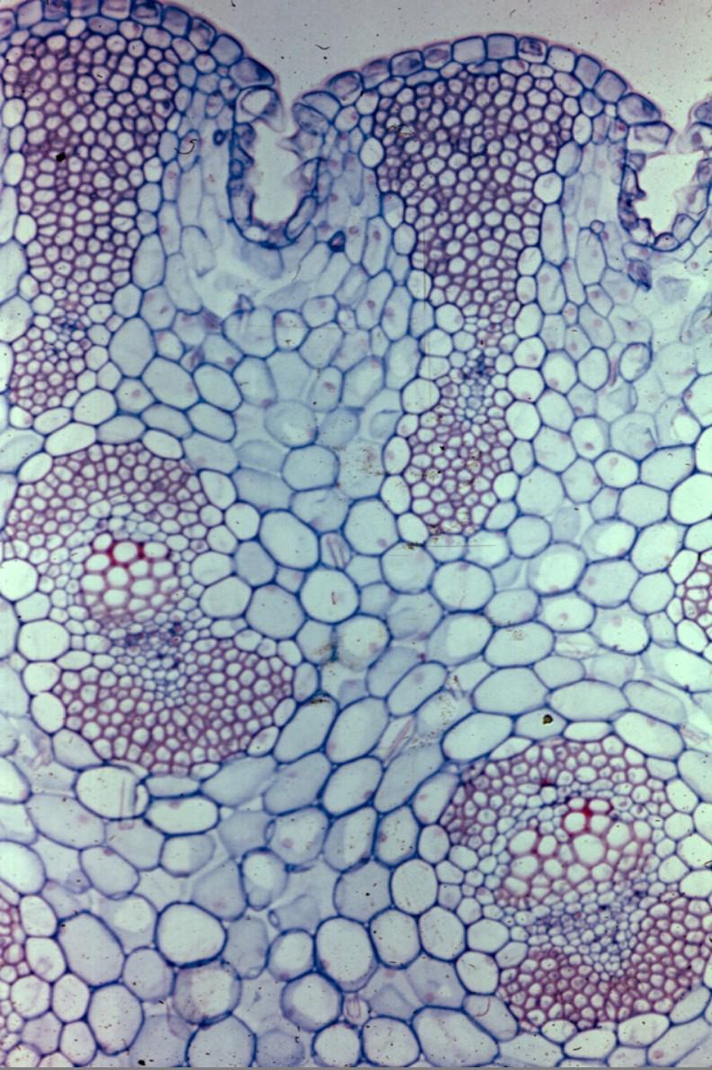 Solved Use this cross section of Yucca leaf to | Chegg.com