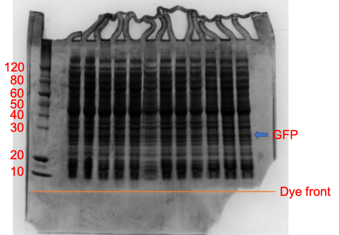 Solved 120 80 60 50 40 30 GFP 20 10 Dye front = 7. | Chegg.com