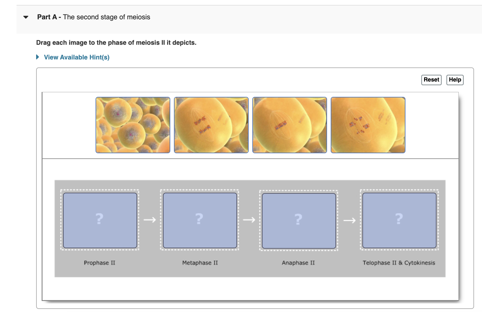 Solved Part A - The second stage of meiosis Drag each image | Chegg.com