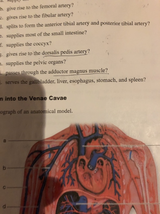 Solved which blood vessels serves the gallbladder, liver, | Chegg.com