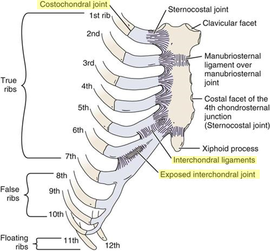 1st Costochondral Junction