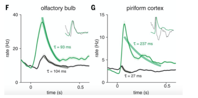 Solved The Tel-C virus is injected in the piriform cortex | Chegg.com